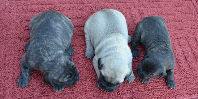Presa Canario Puppies and Breeder | Sanders Kennels