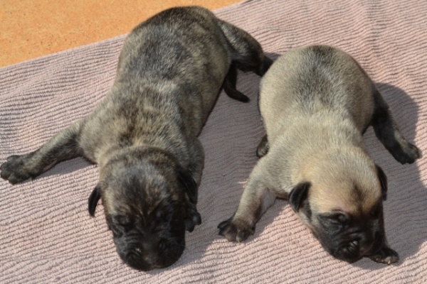 Presa Canarios Dog & Puppies Breeder | Sanders Kennels