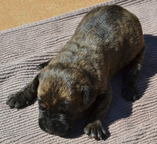 Presa Canarios Dog & Puppies Breeder | Sanders Kennels