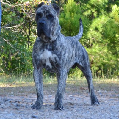 Presa Canario Puppies and Breeder | Sanders Kennels