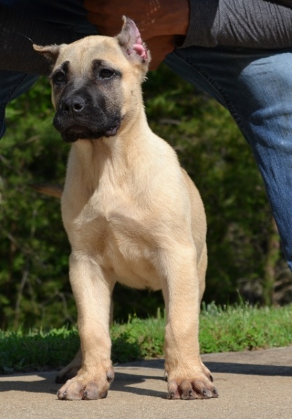 Presa Canarios Dog & Puppies Breeder | Sanders Kennels