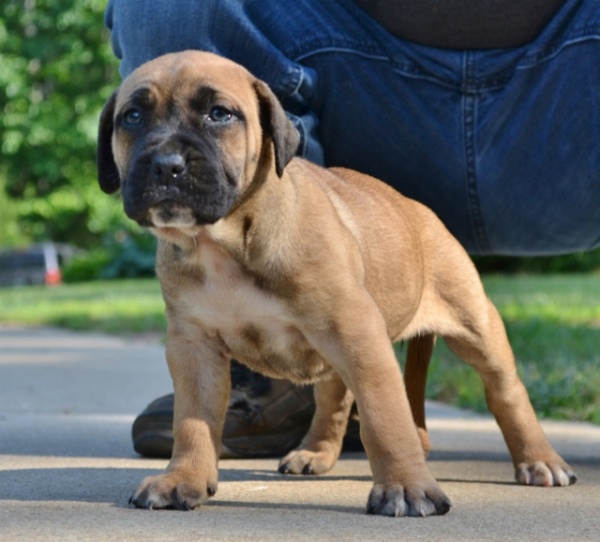 Presa Canarios Dog & Puppies Breeder | Sanders Kennels