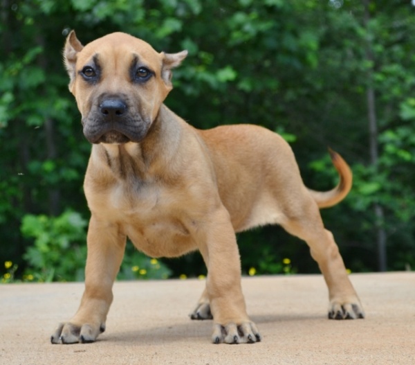 Presa Canario Puppies and Breeder | Sanders Kennels