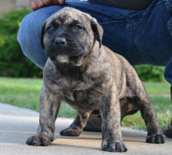 Presa Canarios Dog & Puppies Breeder | Sanders Kennels