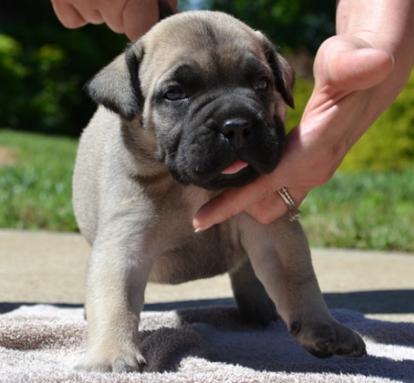 Presa Canarios Dog & Puppies Breeder | Sanders Kennels