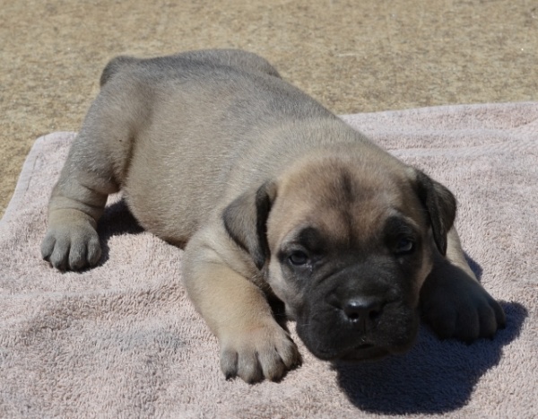 Presa Canarios Dog & Puppies Breeder | Sanders Kennels