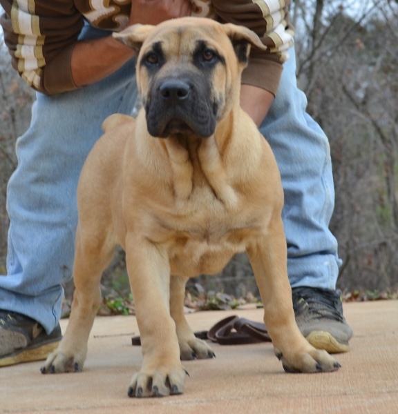 Presa Canario Puppies and Breeder | Sanders Kennels